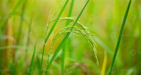 Rice Plant The Head Of Rice That Is Producing Food And Flour Green