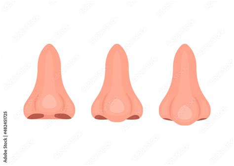 Types Of Noses Correction Of Nasal Shape During Rhinoplasty Surgery