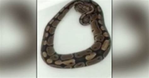 Horror As Huge PYTHON Named Princess Diana Escapes Brit Home And No
