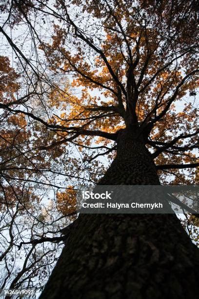 하늘을 향한 가을 단풍이있는 오크 나무의 줄기와 면류관 가을에 대한 스톡 사진 및 기타 이미지 가을 가을 단풍 계절 Istock