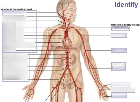 Id Major Arteries Upper Body Diagram Quizlet
