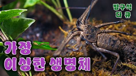 [방구석다큐] 영화 해리포터에 나온 테일레스 스콜피온 피린쿠스 오리엔탈리스 Youtube