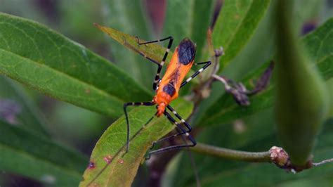 Redirecting To Resource Assassin Bugs