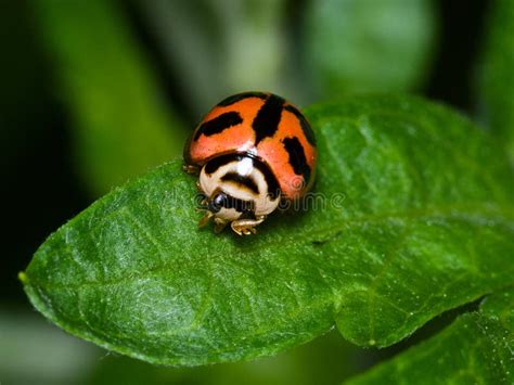 Ladybird Frotando El Ojo Con El Lado Izquierdo Foto De Archivo Imagen