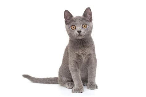 Premium Photo Beautiful Russian Blue Kitten