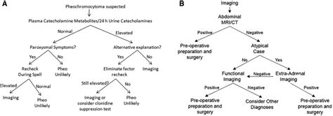 Pheochromocytoma Circulation