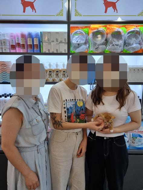 창원 2022 0108 하이브리드묘 두리 책임분양 말티폼키우는방법 보더콜리키우는방법 프렌치불독키우는방법 빠삐용키우는방법 파피용키우는방법 사모예드키우는방법 스피츠키우는방법