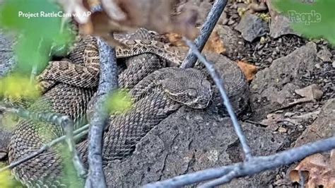 Colorados Rattlesnake Mega Den Is Active Again And You Can See All
