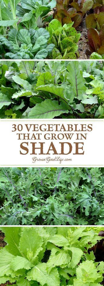 Shade Loving Vegetables For Your Garden Veggies To Grow In Shade