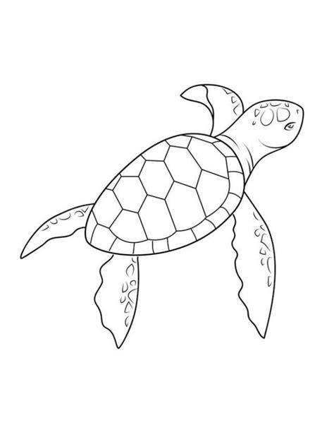 Sea Turtle Coloring Pages Free Printable Pdf