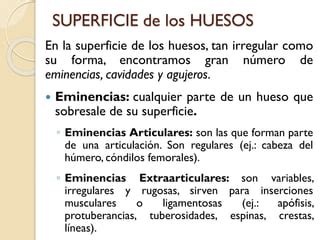 Clase 3 Parte 1 Osteologia Generalidades De Craneo Con Frontal 2024pdf