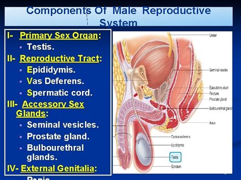 Male Reproductive System Prof Saeed Abuel Makarem 1 Male Reproductive System Prof Saeed Abuel Makarem 1