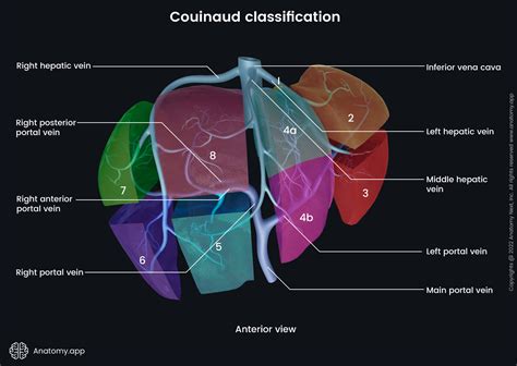 Liver Anatomy Qa Liver Knowledge Amboss