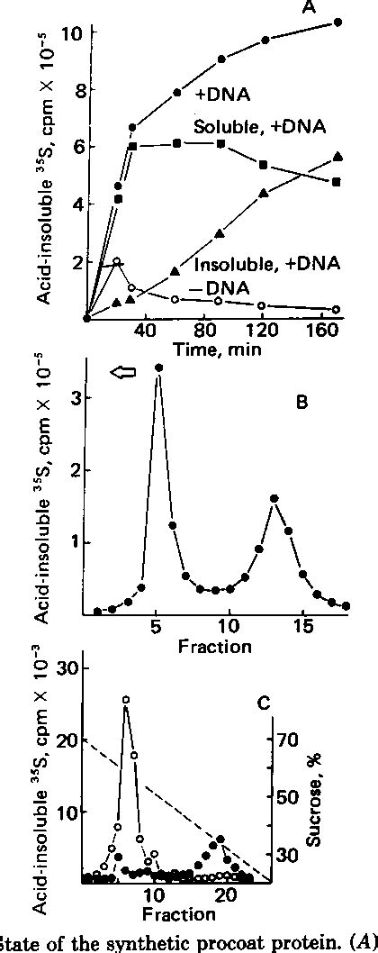 Figure 2 From Synthesis Of Phage M13 Coat Protein And Its Assembly Into Membranes In Vitro