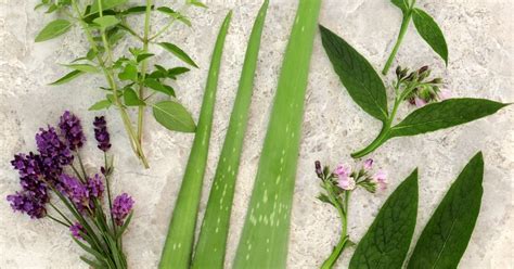 Best Herbs For Skin Regeneration 2025