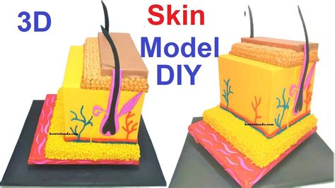 Skin Model Making 3d Diy Science Project Howtofunda Youtube