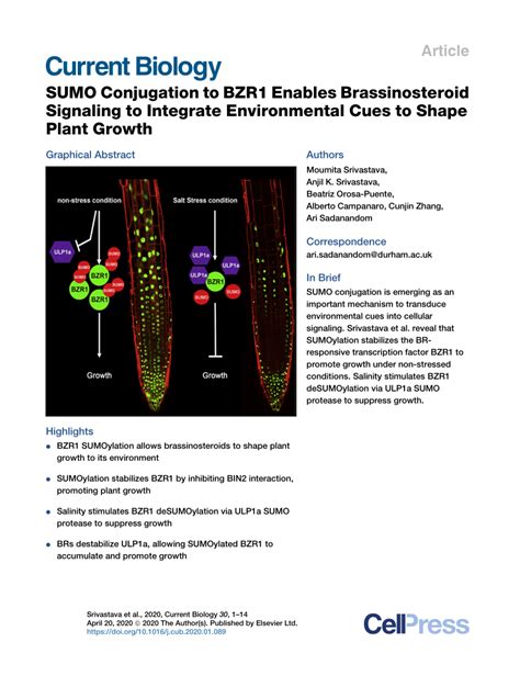 Pdf Sumo Conjugation To Bzr Enables Brassinosteroid Signaling To