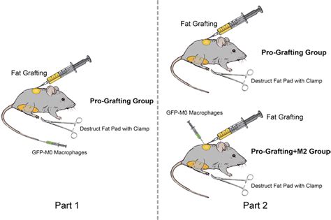 Schematic Depiction Of The Experimental Setup Download Scientific Diagram