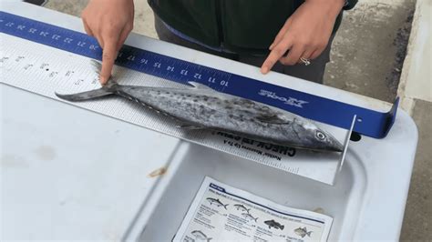 Why And How To Measure Fish Everything You Need To Know To Preserve The Sport And Stay Legal
