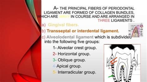 Peridontium And Sex Hormones Pptx