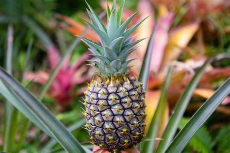Premium Photo Pineapple Tropical Fruit Growing In Garden Hawaiian