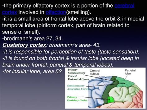 Cerebral Cortex Ppt Pdf Brain And Nervous System Disorders