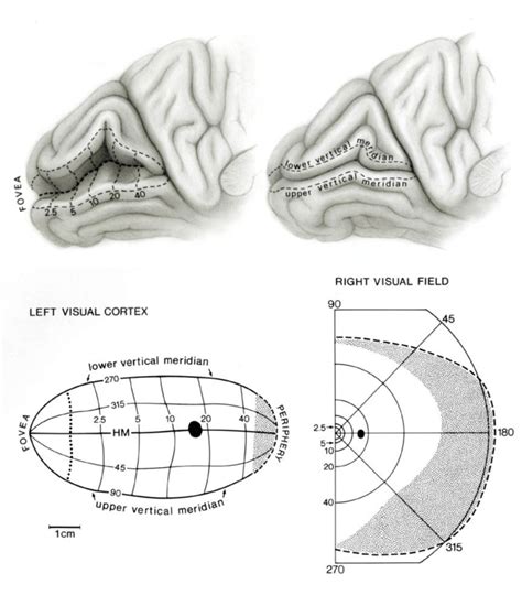 Organisation Rétinotopique Du Cortex Visuel Primaire Horton And Hoyt Download Scientific