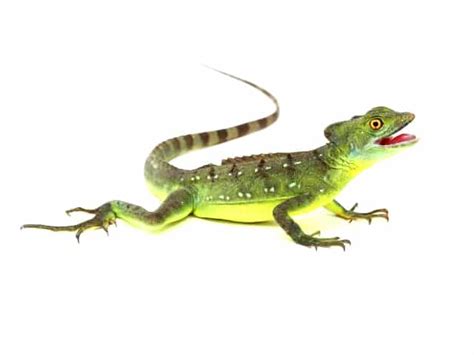 Green Basilisk Basiliscus Plumifrons Reptiletalk Net