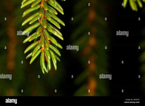 Fir Tree Species Hi Res Stock Photography And Images Alamy