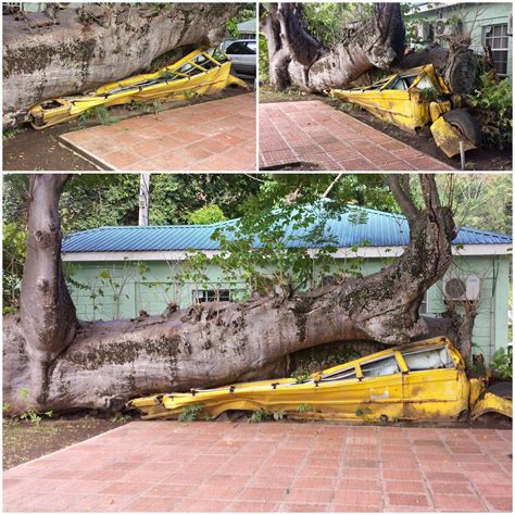 Tree Eats A Bus R Pics