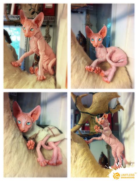 Commissioned Sphynx Cat Doll By LimitlessEndeavours On DeviantArt
