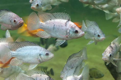 10 არსებითი ფაქტი თევზის შესახებ