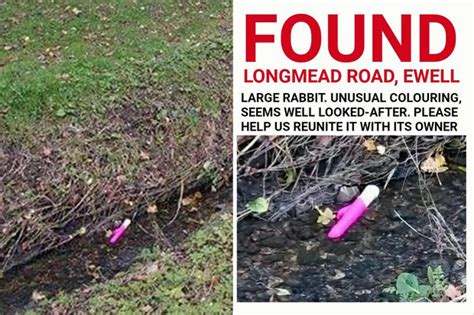 Poor Rabbit Hilarious Appeal After Vibrating Sex Toy Found In Ditch Daily Star