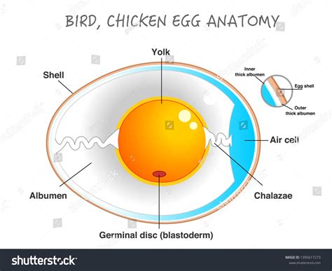 Chicken Egg Diagram Images Stock Photos Vectors Shutterstock