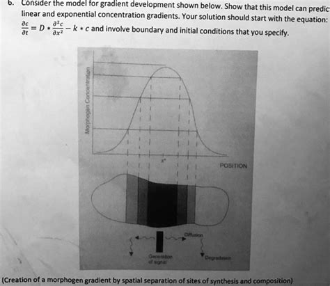 Solved Consider The Model For Gradient Development Shown Below Show