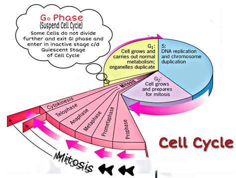 Understanding The Cell Cycle