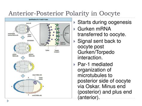 Ppt Mirna Powerpoint Presentation Free Download Id1402452