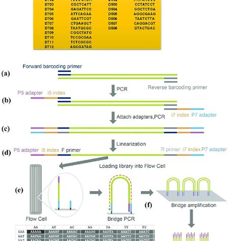 Observed Allele Increase With Massively Parallel Sequencing Mps