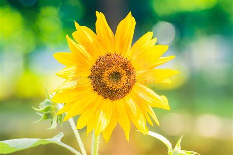 Young Sunflower In The Field On A Sunny Day A Young Ripening Sunflower