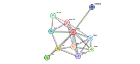 The Wrn Gene And Its Putative Association With Human Ageing