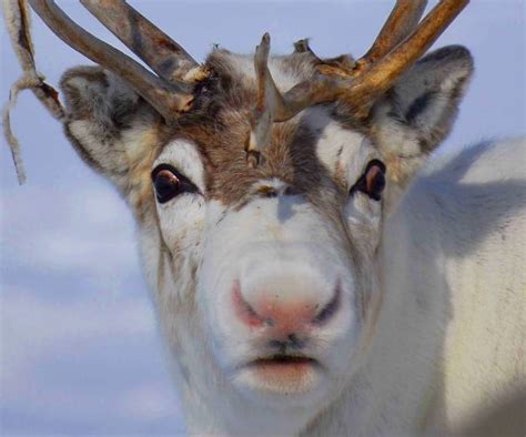 루돌프 코는 왜 빨개주인공 북극 순록의 놀라운 사실