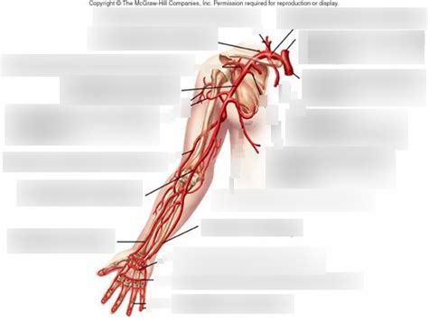 Anatomy Circulatory System Arteries Of The Upper Extremity Diagram