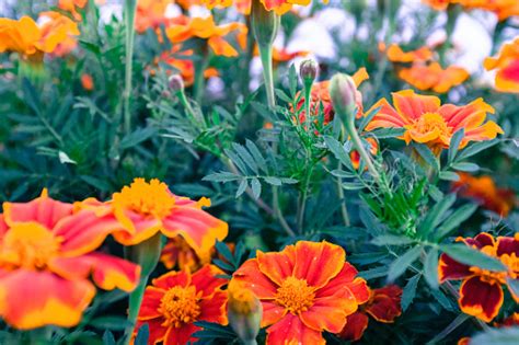 금잔화 꽃 선택적 초점 출판 포스터 달력 게시물 화면 보호기 벽지 엽서 배너 커버 웹 사이트에 대 한 프랑스 금잔화의 배경 고품질 사진 0명에 대한 스톡 사진 및 기타
