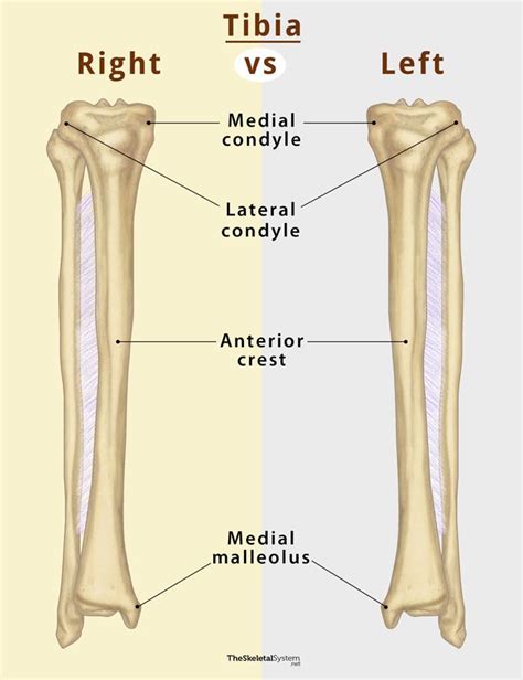 Lateral Condyle Of Tibia