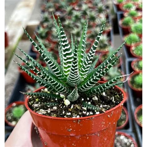 Haworthia Fasciata Zebra Plant 4 Pot Live Succulent