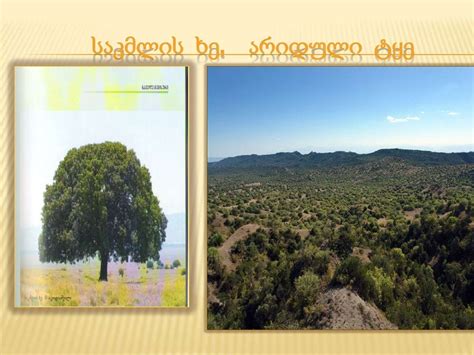 ვაშლოვანის ნაკრძალი