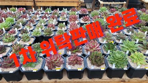 💝판매종료💝이삐다육 9월 30일 토요일 위탁판매 귀둥이들 최대 80 할인판매 추석명절 가벼워진 지갑 사정에 맞춰서 할인판매 Youtube