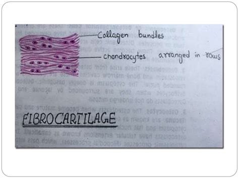 Cartilage Structure And Function Pptx