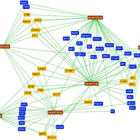 Mirnagene Interactions Network Constructed Using Mirnas With More Than