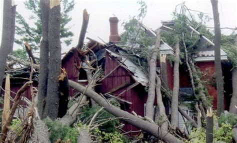 Toronto Tree Removal Arborist Services Toronto